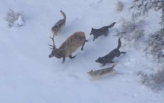 ‘This Wolf Comes as a Wolf’