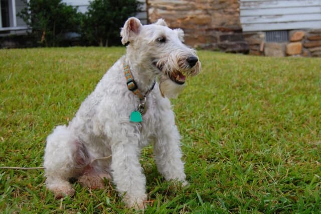 Wire Fox Terrier, Breed of 'Snowy' in 'Tintin,' 'Faces Extinction ...