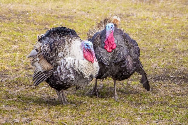 PETA Investigator Accuses Butterball Workers of Sexually Abusing ...